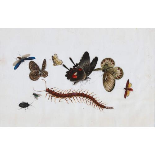 Set of twelve Chinese pith paper paintings of butterflies | Mayfair Gallery