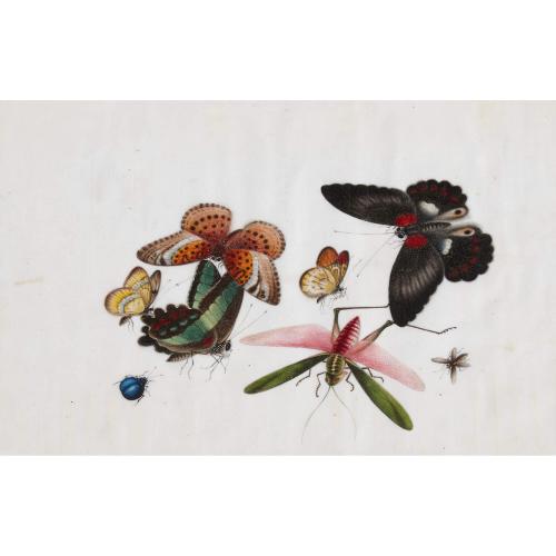 Set of twelve Chinese pith paper paintings of butterflies | Mayfair Gallery